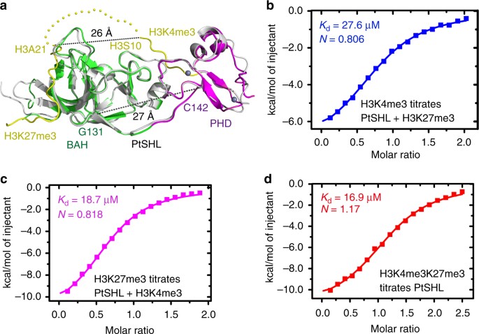 Dual recognition of H3K4me3 and H3K27me3 by a plant histone reader SHL | Nature Communications