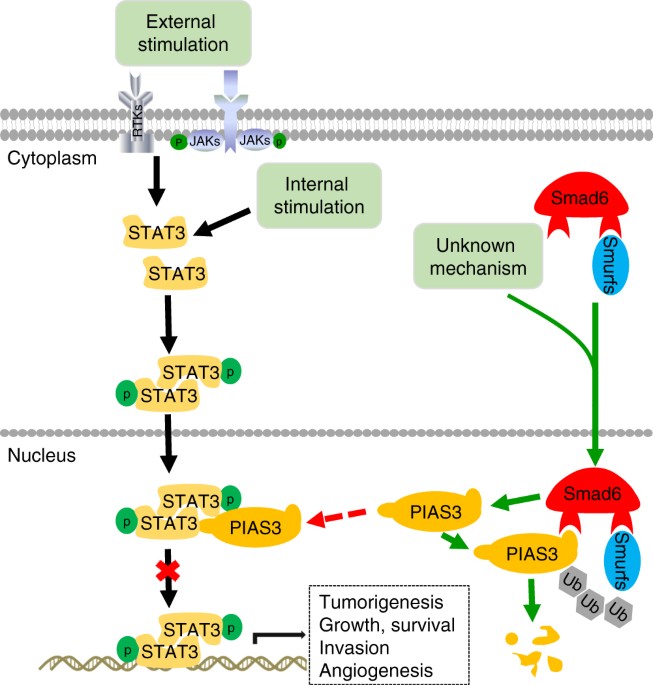 Nuclear Smad6 promotes gliomagenesis by negatively regulating PIAS3 ...