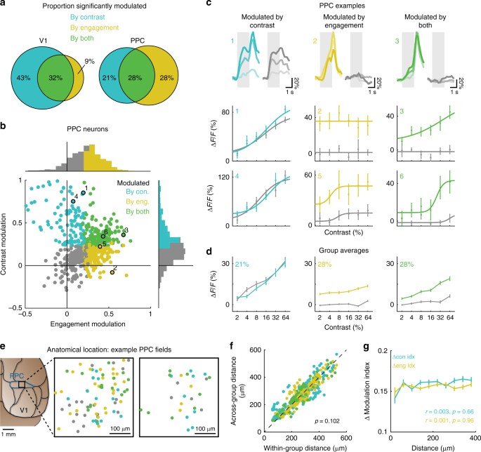 Task-dependent representations of stimulus and choice in mouse parietal ...