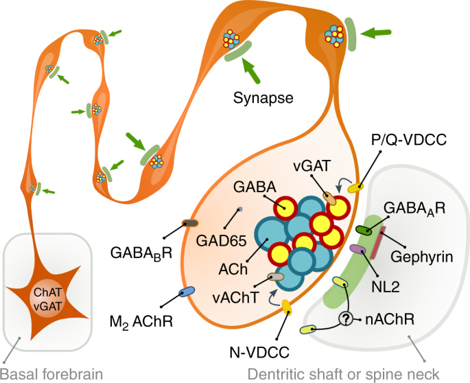 Co-transmission of acetylcholine and GABA regulates hippocampal states ...