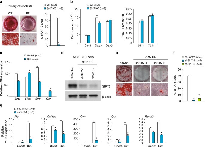 SIRT7 has a critical role in bone formation by regulating lysine ...