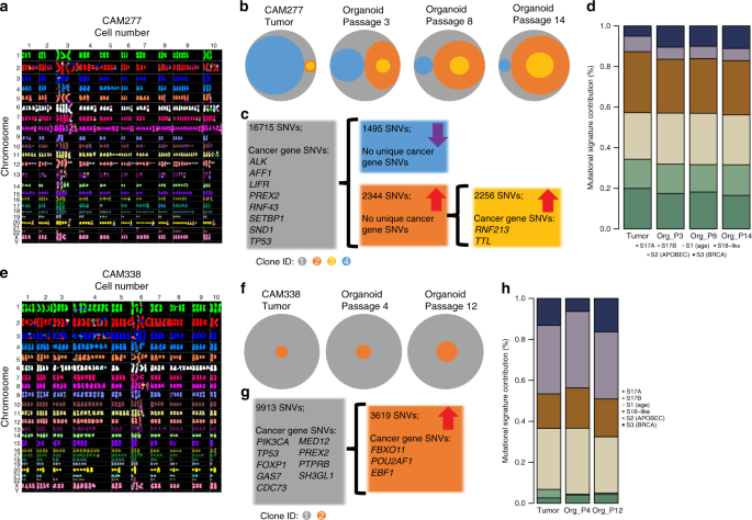 Organoid cultures recapitulate esophageal adenocarcinoma heterogeneity ...