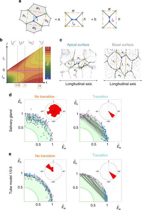Scutoids are a geometrical solution to three-dimensional packing of ...