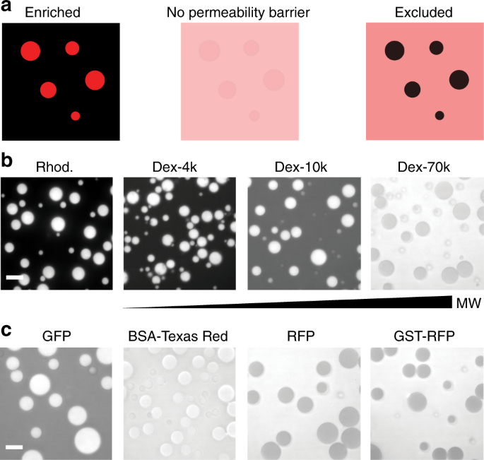 Controllable protein phase separation and modular recruitment to form ...