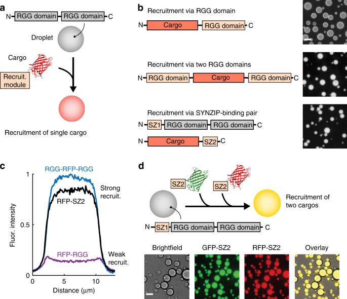 Controllable protein phase separation and modular recruitment to form ...