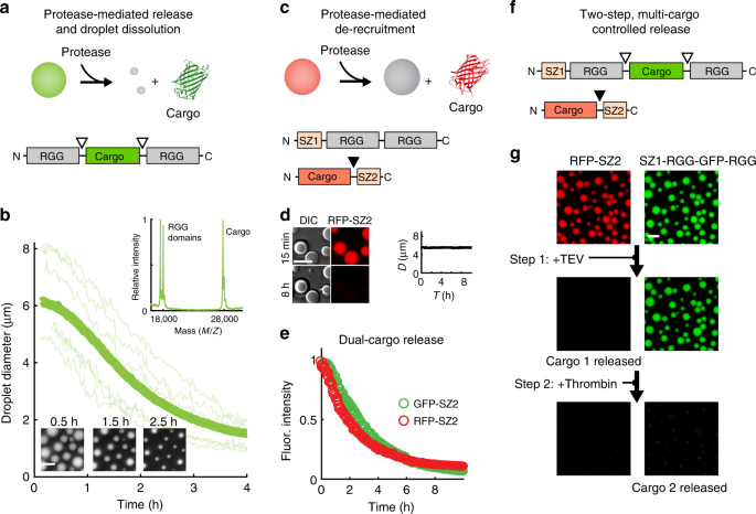 Controllable protein phase separation and modular recruitment to form ...