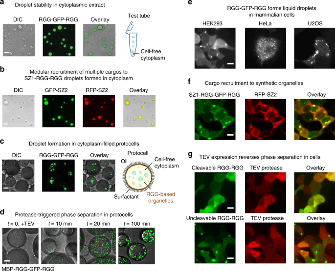 Controllable protein phase separation and modular recruitment to form ...