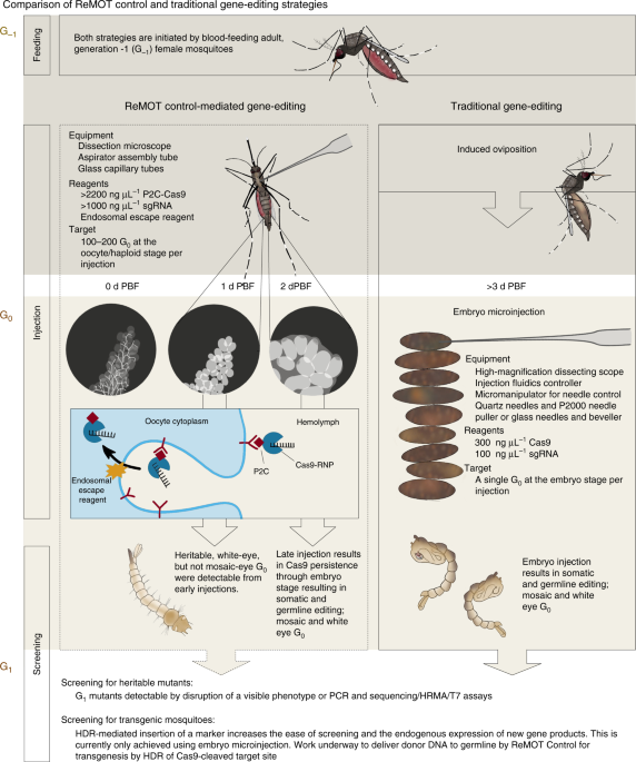 Targeted delivery of CRISPR-Cas9 ribonucleoprotein into arthropod ...
