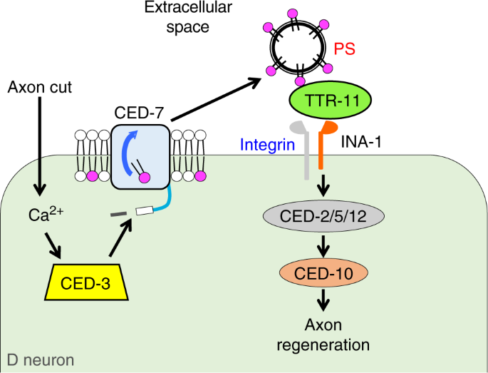 Phosphatidylserine exposure mediated by ABC transporter activates the ...