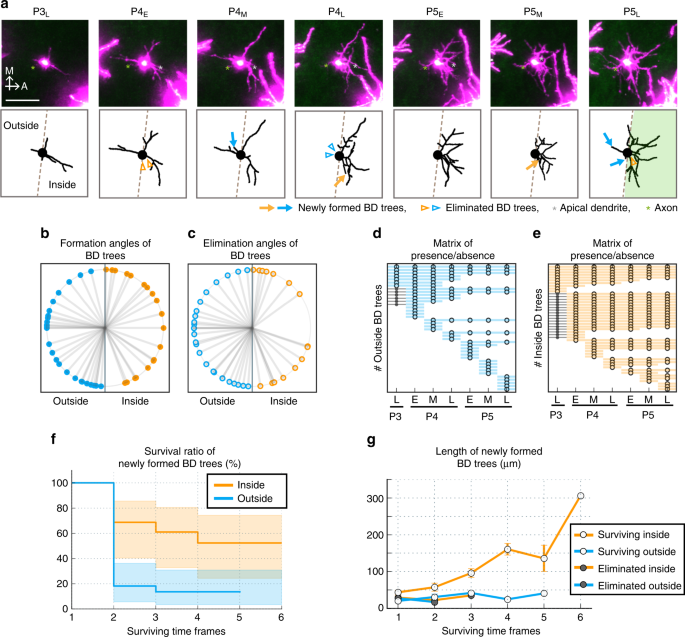 Differential dynamics of cortical neuron dendritic trees revealed by ...