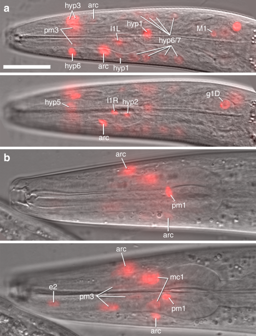 A sulfotransferase dosage-dependently regulates mouthpart polyphenism ...