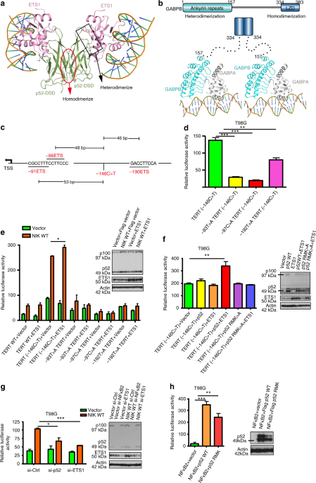 Structural basis for reactivating the mutant TERT promoter by ...