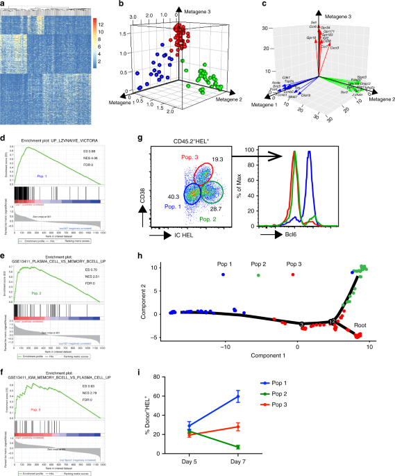 Memory B cells are reactivated in subcapsular proliferative foci of ...