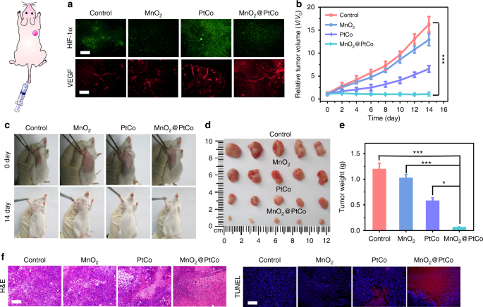 Biomimetic nanoflowers by self-assembly of nanozymes to induce ...