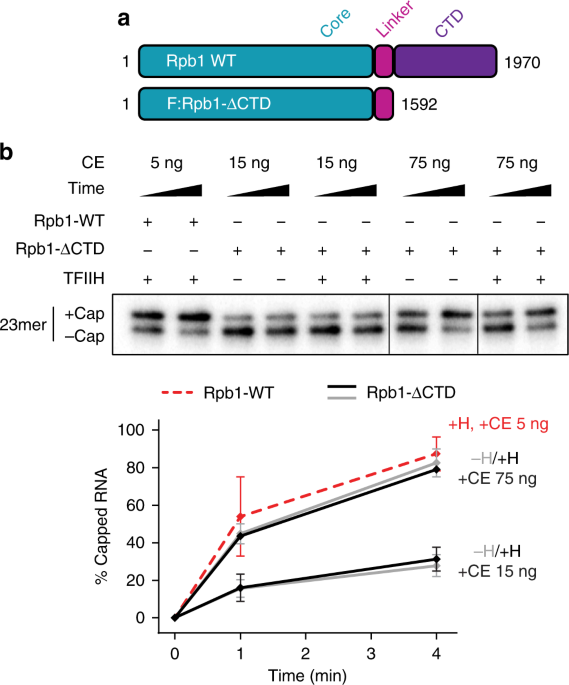 CTD-dependent and -independent mechanisms govern co-transcriptional ...