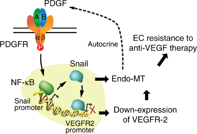 PDGF-mediated mesenchymal transformation renders endothelial resistance ...