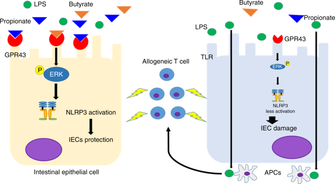 Microbial metabolite sensor GPR43 controls severity of experimental ...