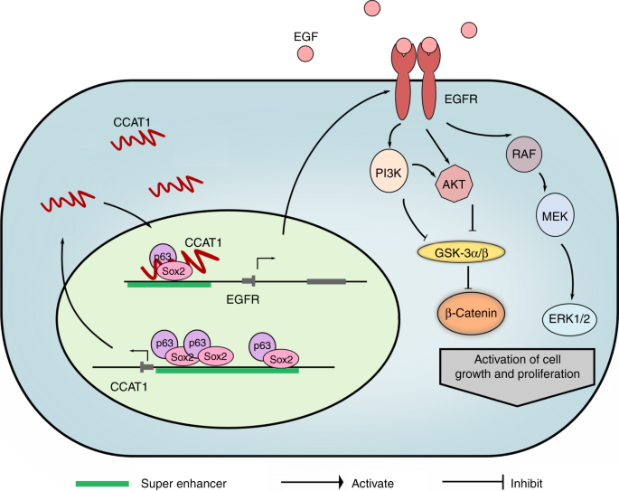 Co-activation of super-enhancer-driven CCAT1 by TP63 and SOX2 promotes ...