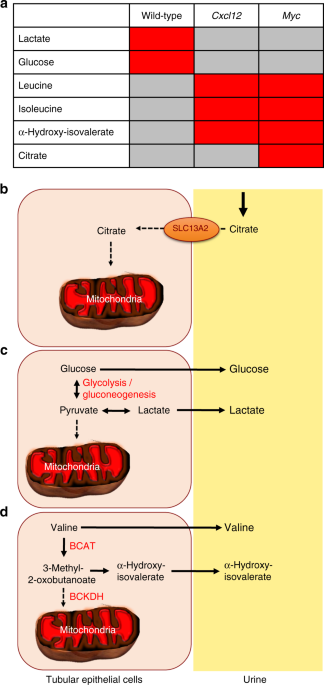 CXCL12 and MYC control energy metabolism to support adaptive responses ...
