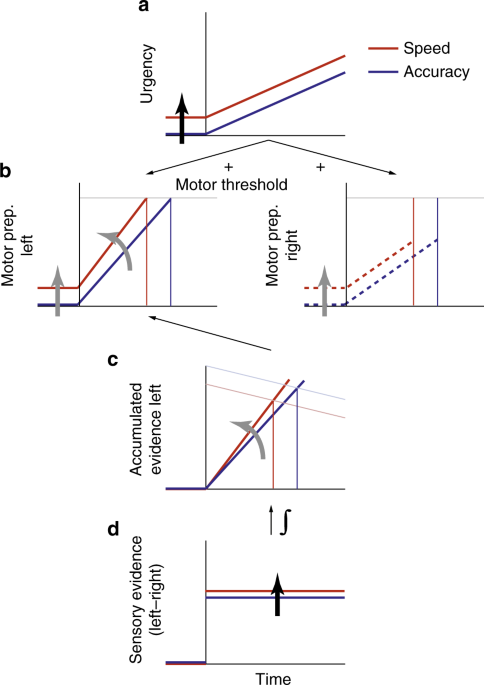 Decisions are expedited through multiple neural adjustments spanning the sensorimotor hierarchy ...