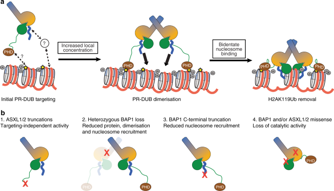 A bidentate Polycomb Repressive-Deubiquitinase complex is required for ...
