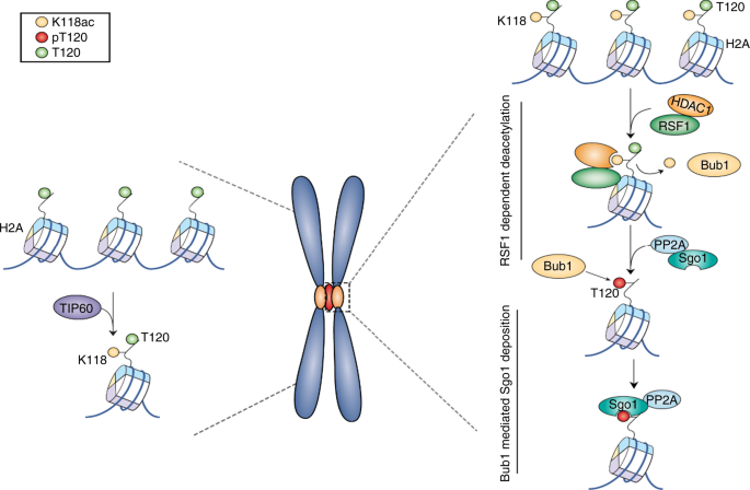The chromatin remodeler RSF1 controls centromeric histone modifications ...