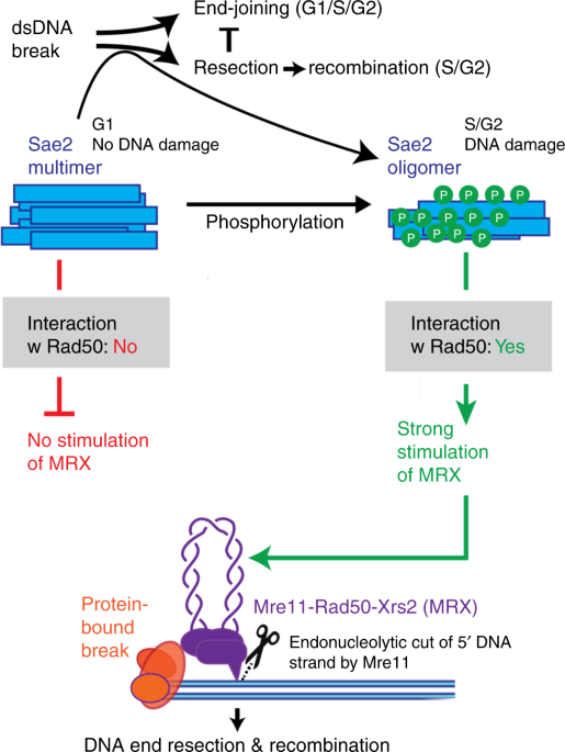 Regulatory control of DNA end resection by Sae2 phosphorylation ...