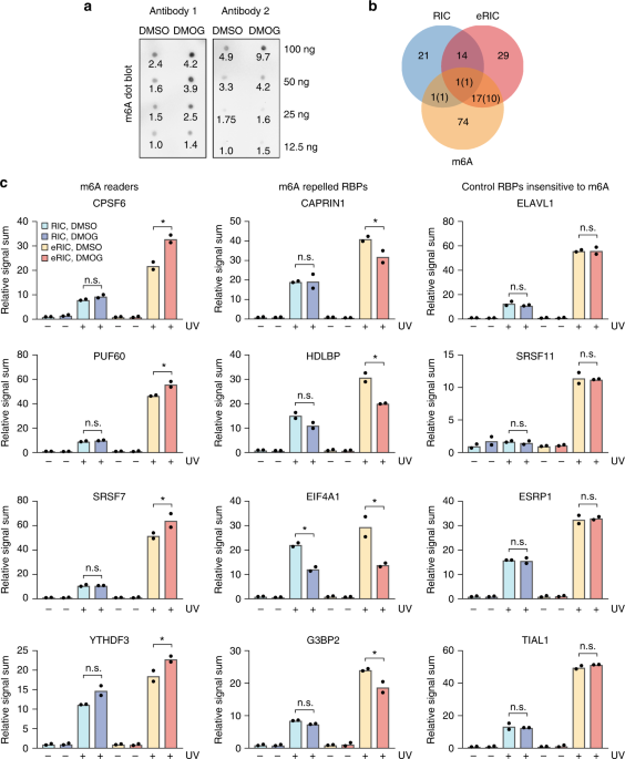 Discovery of RNA-binding proteins and characterization of their dynamic ...