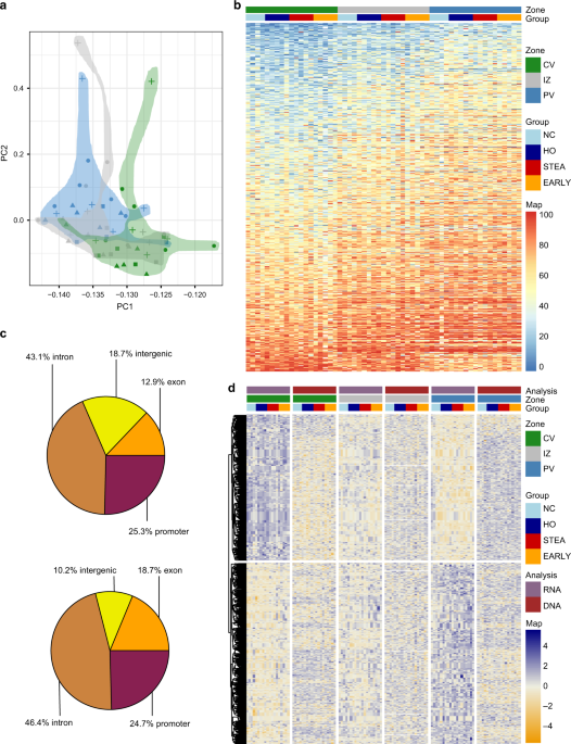 Epigenomic map of human liver reveals principles of zonated morphogenic ...