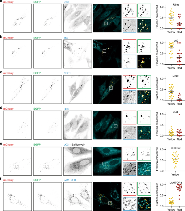 Probing aggrephagy using chemically-induced protein aggregates | Nature ...