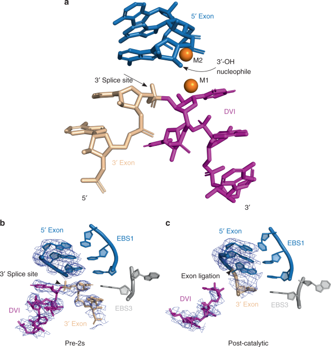 Structural basis for the second step of group II intron splicing ...
