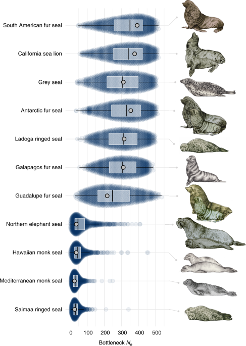 Demographic histories and genetic diversity across pinnipeds are shaped ...