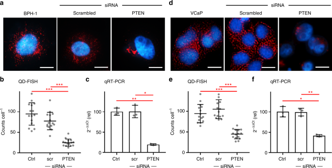 Enhanced mRNA FISH with compact quantum dots | Nature Communications