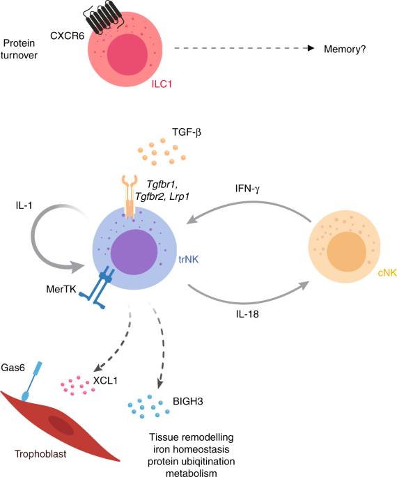 Molecular Definition Of Group 1 Innate Lymphoid Cells In The Mouse