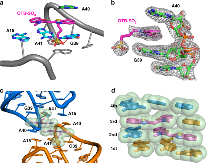 Structural basis for activation of fluorogenic dyes by an RNA aptamer ...