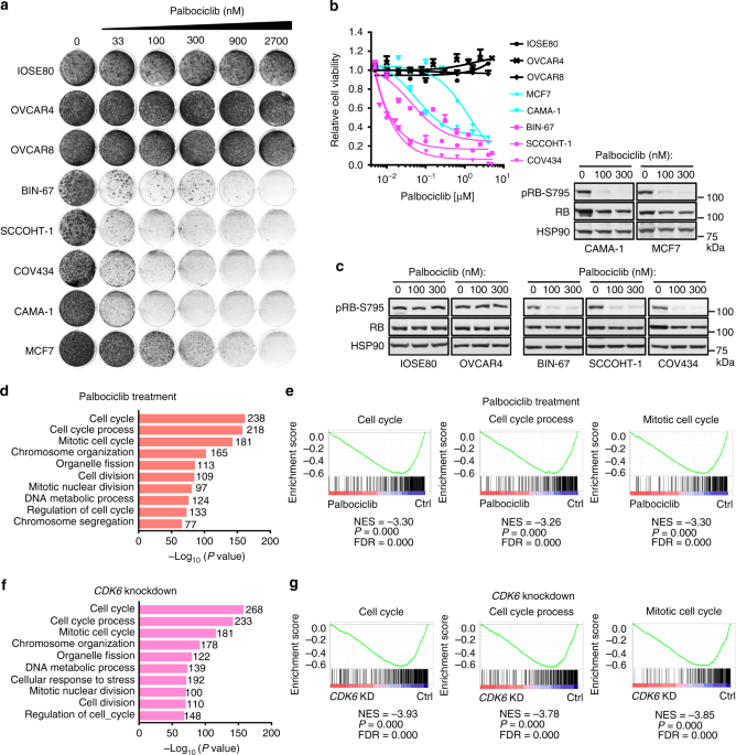 CDK4/6 inhibitors target SMARCA4-determined cyclin D1 deficiency in ...
