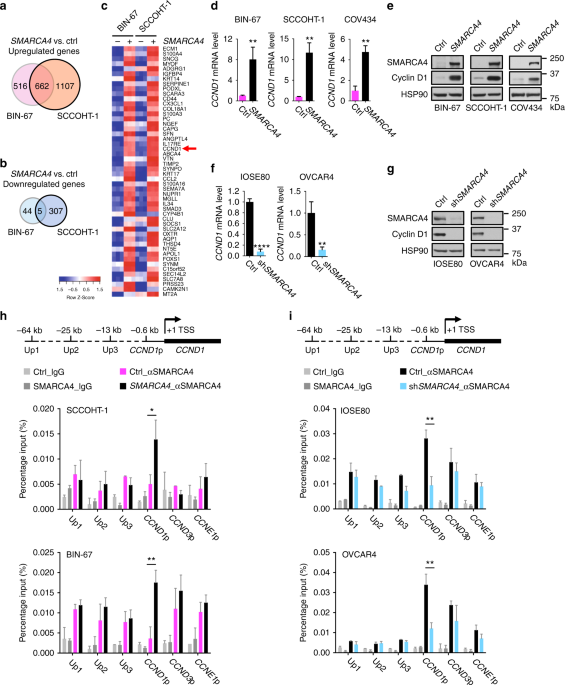 CDK4/6 inhibitors target SMARCA4-determined cyclin D1 deficiency in ...
