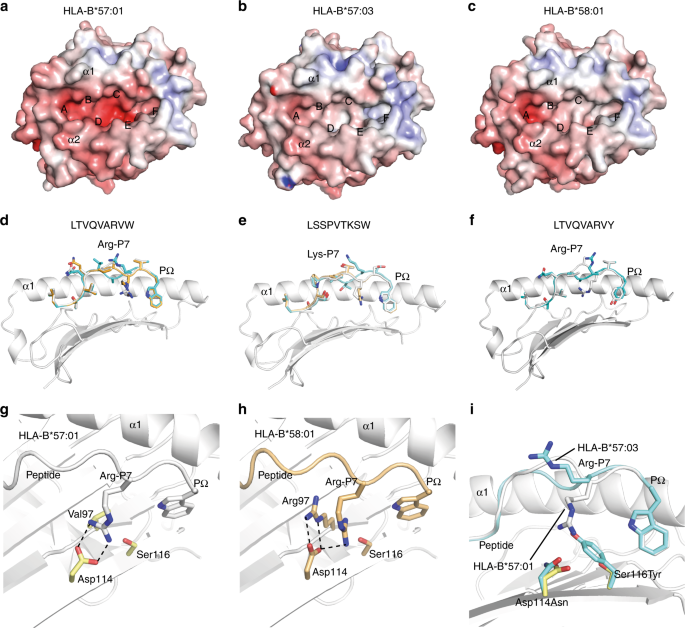 HLA-B57 micropolymorphism defines the sequence and conformational ...