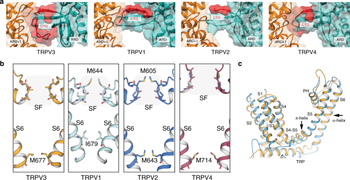 Conformational ensemble of the human TRPV3 ion channel | Nature ...
