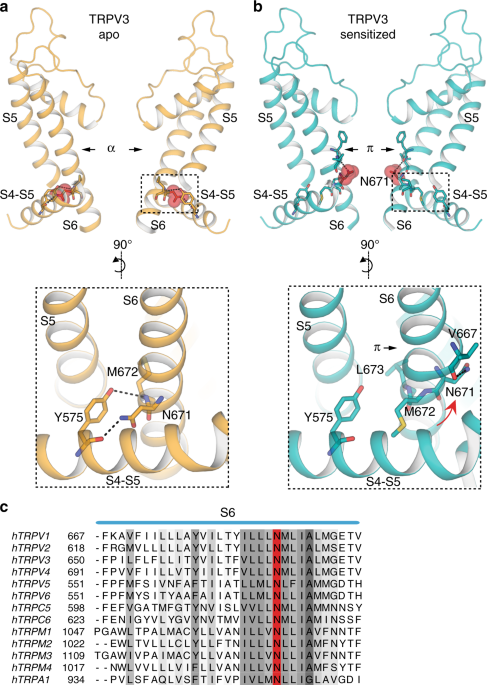 Conformational ensemble of the human TRPV3 ion channel | Nature ...