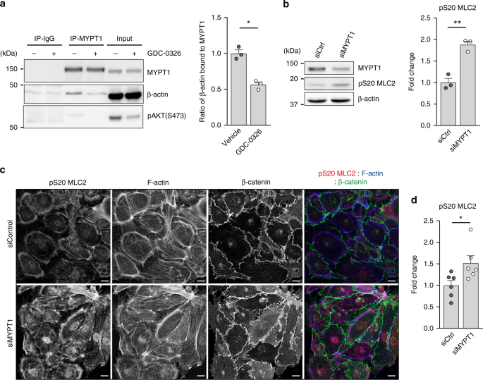 Endothelial cell rearrangements during vascular patterning require PI3 ...