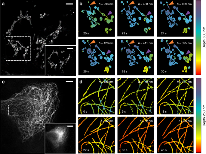 Multi-color live-cell super-resolution volume imaging with multi-angle interference microscopy ...