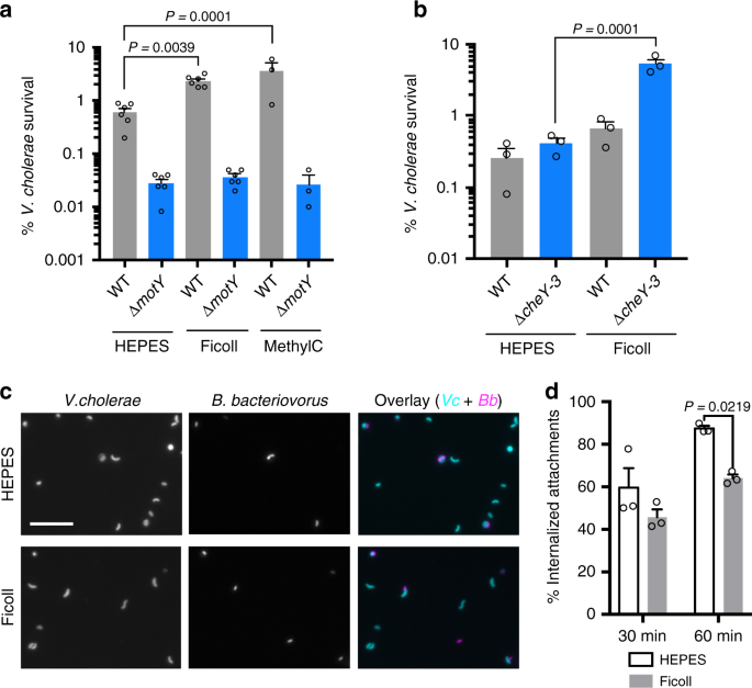Vibrio cholerae motility exerts drag force to impede attack by the ...