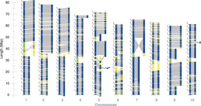 A chromosome-scale assembly of the sorghum genome using nanopore ...