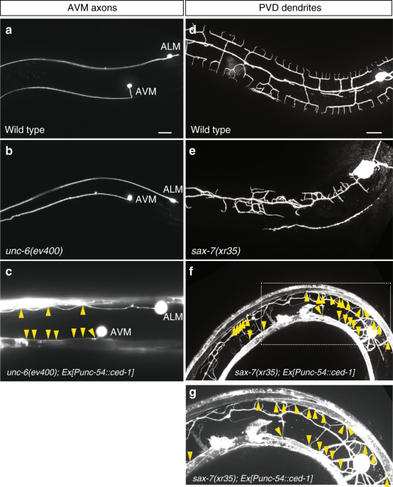 Engulfing cells promote neuronal regeneration and remove neuronal ...