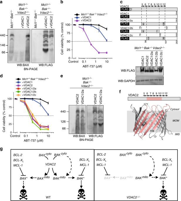 VDAC2 enables BAX to mediate apoptosis and limit tumor development ...