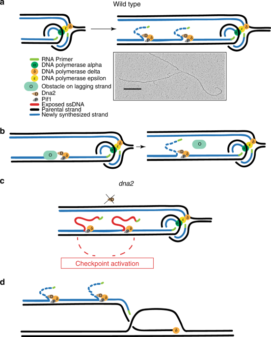Dna2 processes behind the fork long ssDNA flaps generated by Pif1 and ...