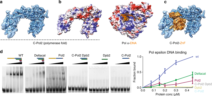 Structure of DNA-CMG-Pol epsilon elucidates the roles of the non ...