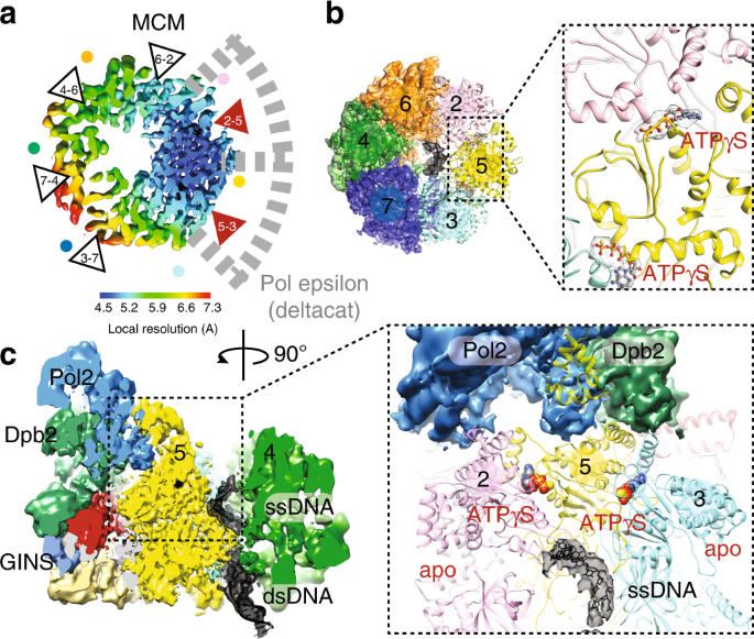 Structure of DNA-CMG-Pol epsilon elucidates the roles of the non ...