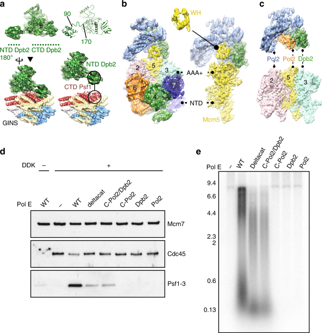 Structure of DNA-CMG-Pol epsilon elucidates the roles of the non ...